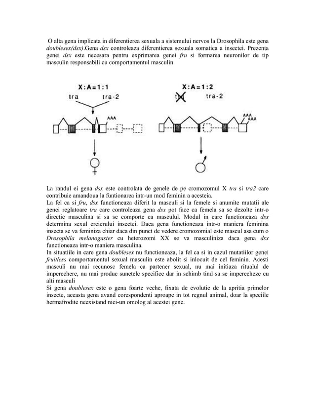 Determinismul genetic al comportamentului sexual la drosophila ...
