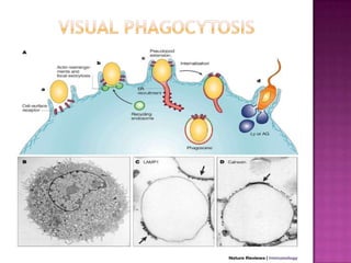Chapter 6 Presentation | PPTX