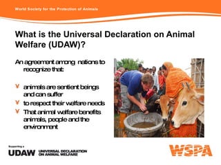 Presentation at the UN | PPT