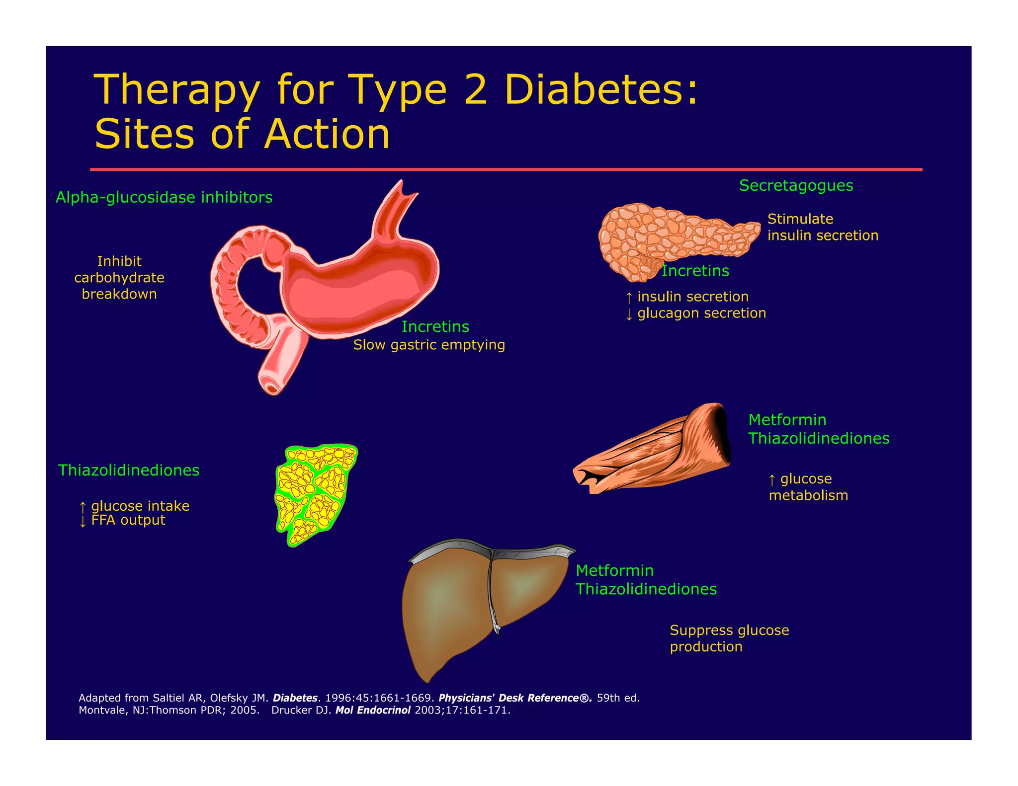 Pharmacological Treatment of Type 2 Diabetes | PDF