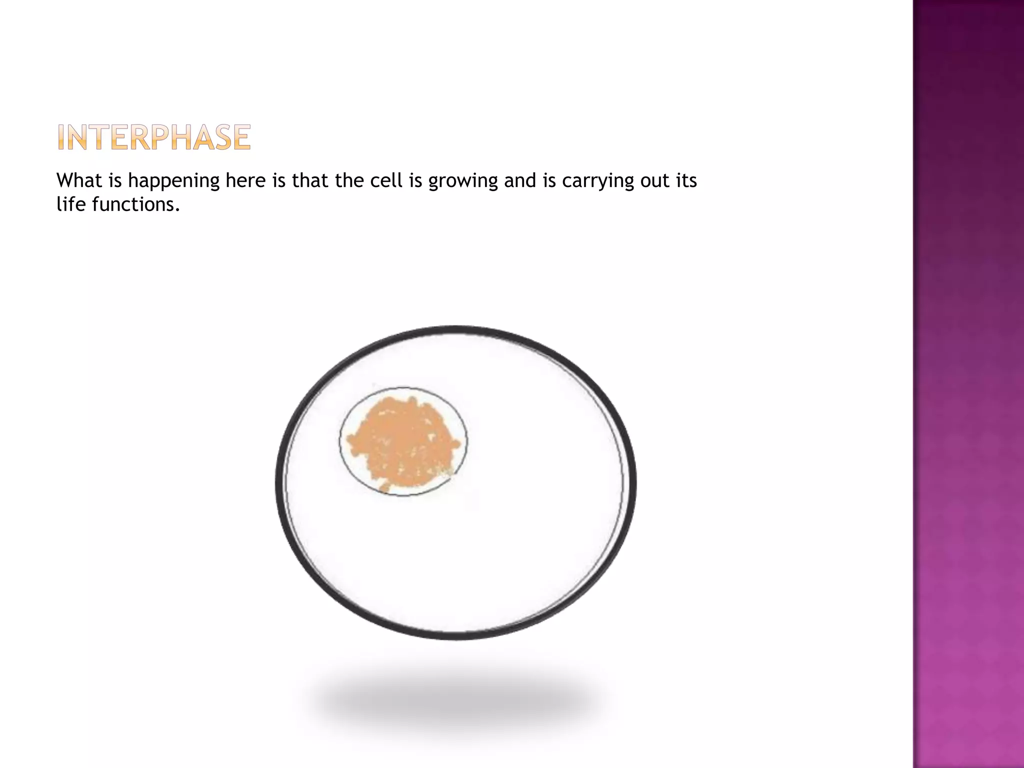 Mitosis Flipbook | PPT