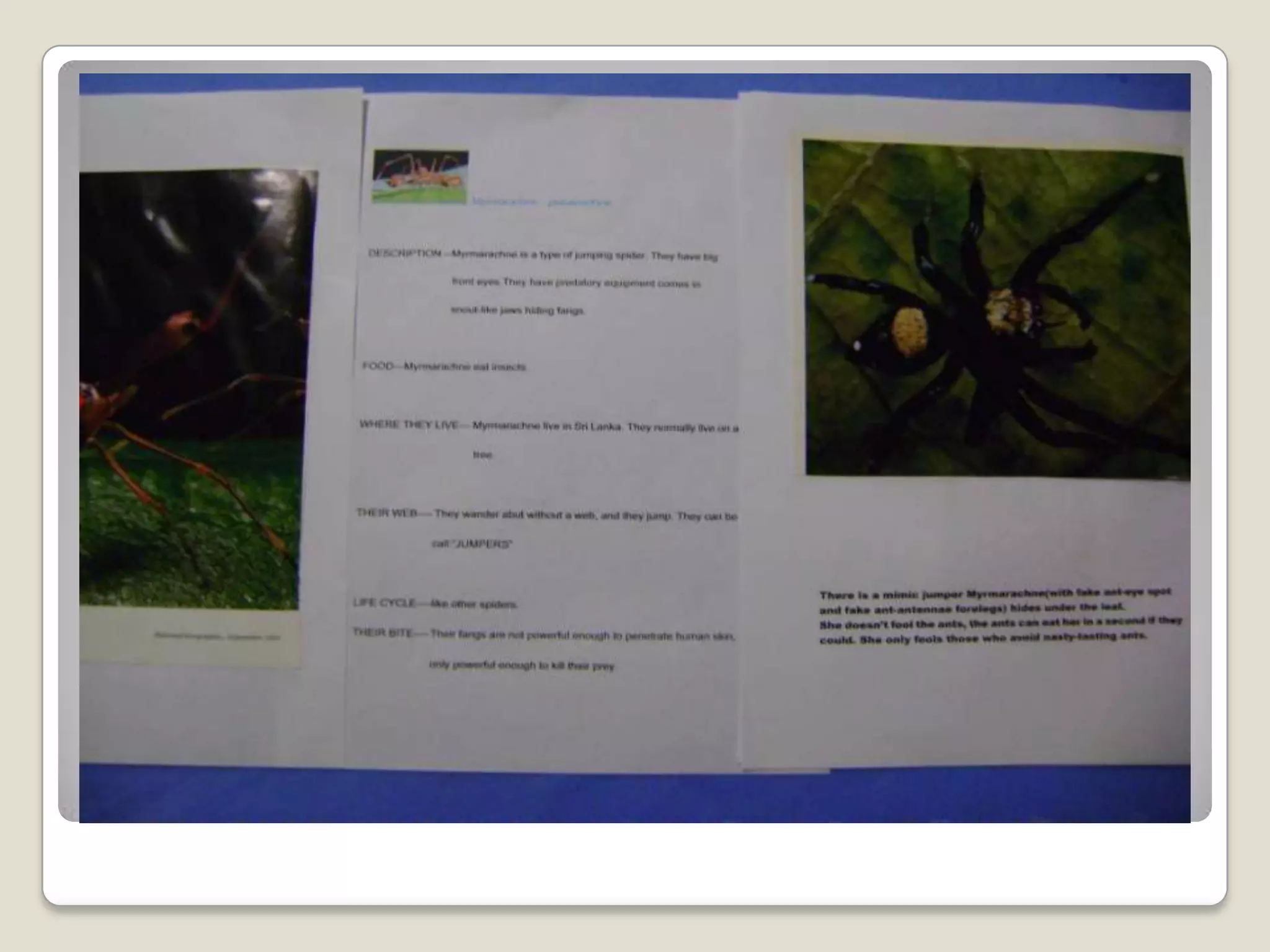 Spider Research Projects | PPTX | Geology | Science