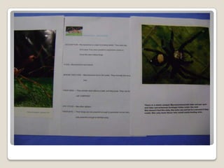 Spider Research Projects | PPTX