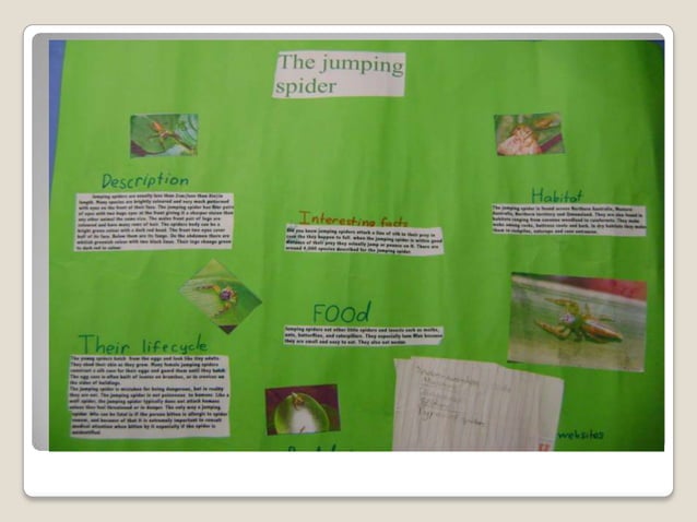 Spider Research Projects | PPTX | Geology | Science