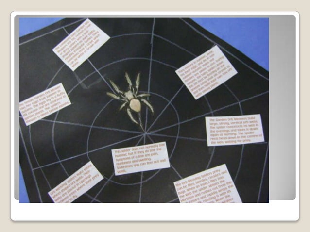 Spider Research Projects | PPTX | Geology | Science