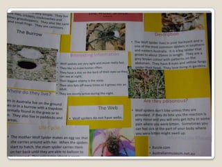 Spider Research Projects | PPTX