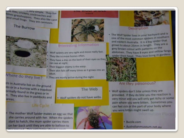 Spider Research Projects | PPTX | Geology | Science
