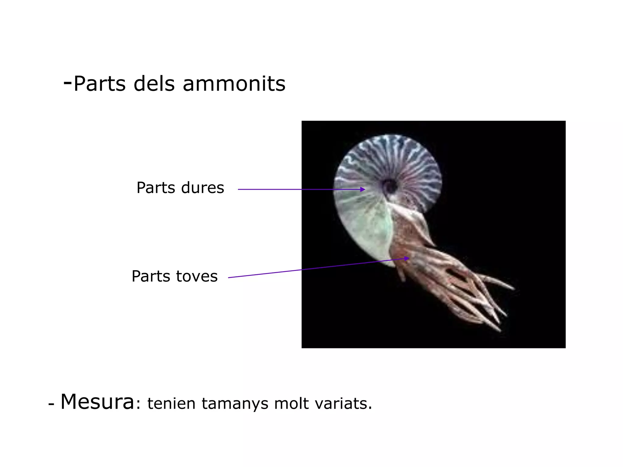C:\users\user\documents\mis archivos recibidos\fossils | PPT