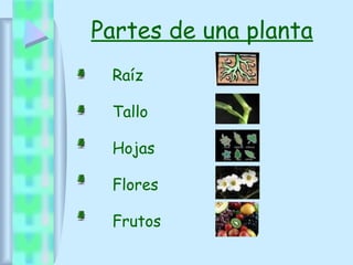 plantas | PPS