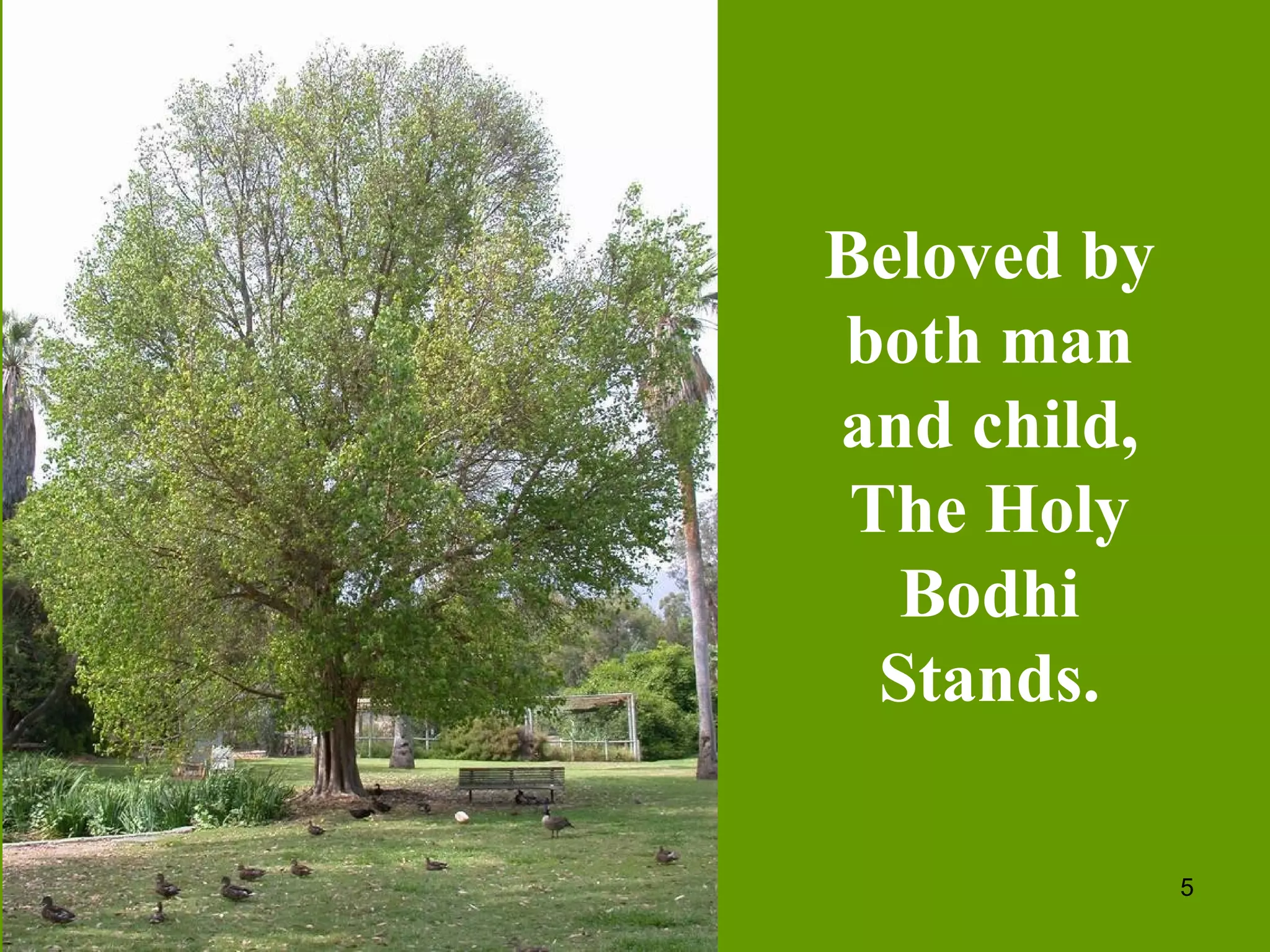 The Bodhi Tree...A Song of Inspiration | PPT