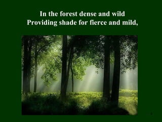 The Bodhi Tree...A Song of Inspiration | PPT