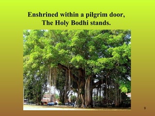 The Bodhi Tree...A Song of Inspiration | PPT
