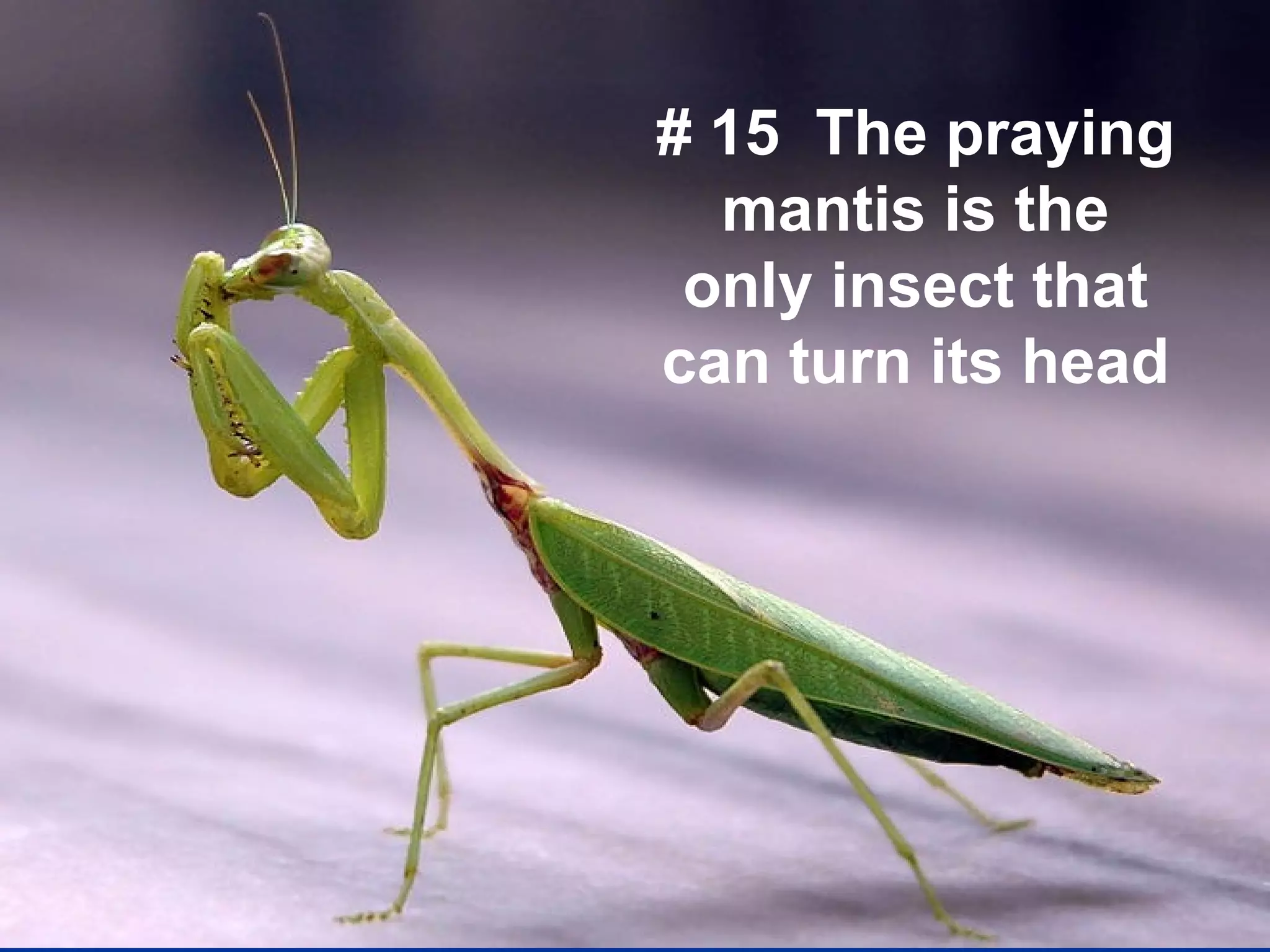 The Fun Freaky Facts QUIZ On Animals | PPT