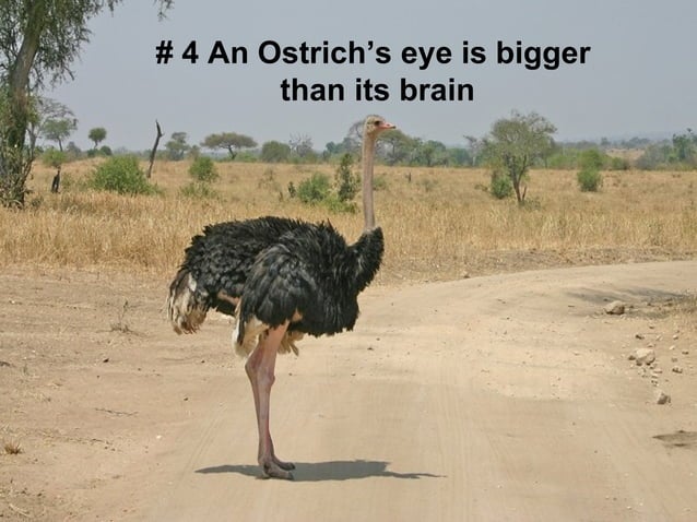 The Fun Freaky Facts QUIZ On Animals | PPT | Large Animals | Pets