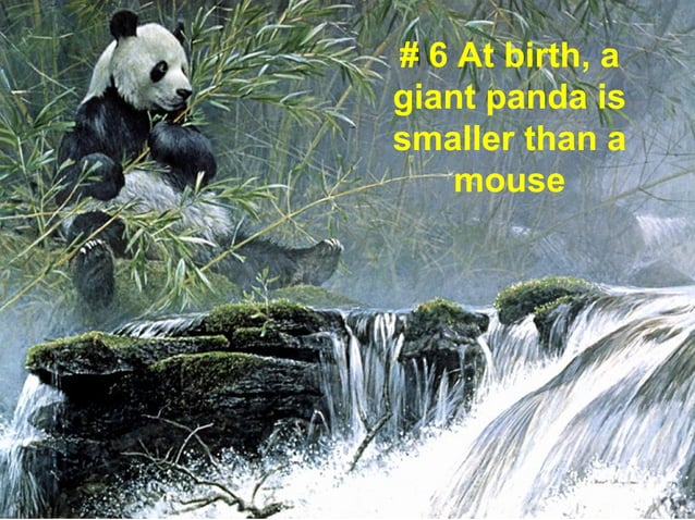 The Fun Freaky Facts QUIZ On Animals | PPT | Large Animals | Pets