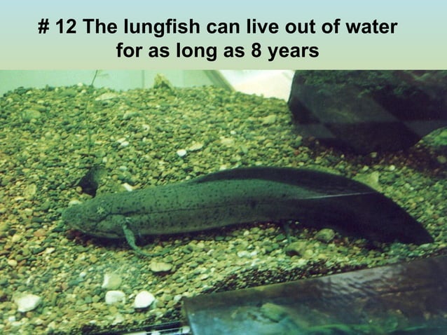 The Fun Freaky Facts QUIZ On Animals | PPT | Large Animals | Pets