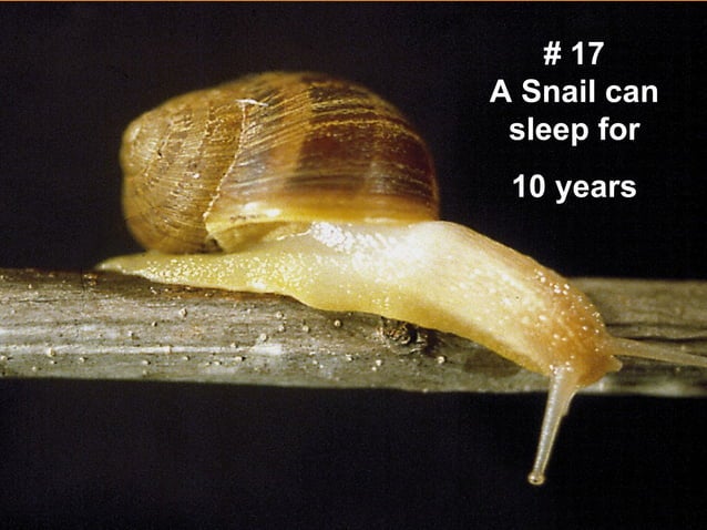 The Fun Freaky Facts QUIZ On Animals | PPT | Large Animals | Pets