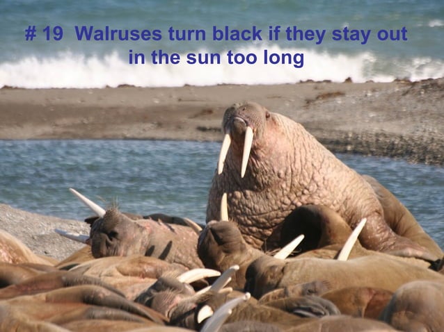 The Fun Freaky Facts QUIZ On Animals | PPT | Large Animals | Pets