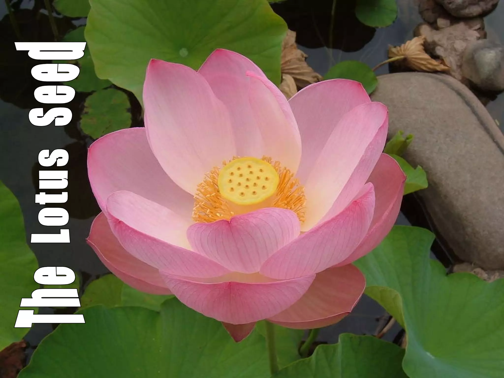 The Lotus Seed | PPS
