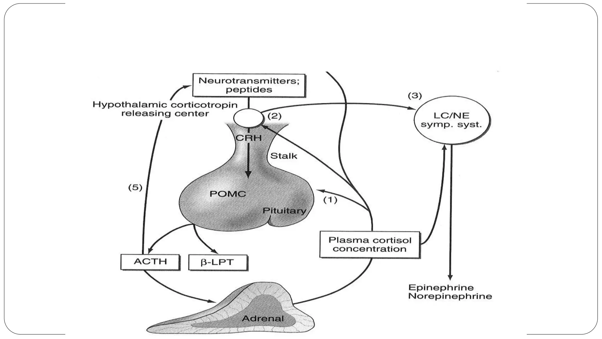 Cushing Syndrome - Clinical Round | PPTX