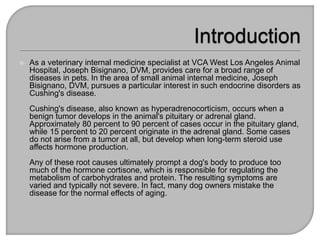 Cushing's Disease in Dogs | PPTX