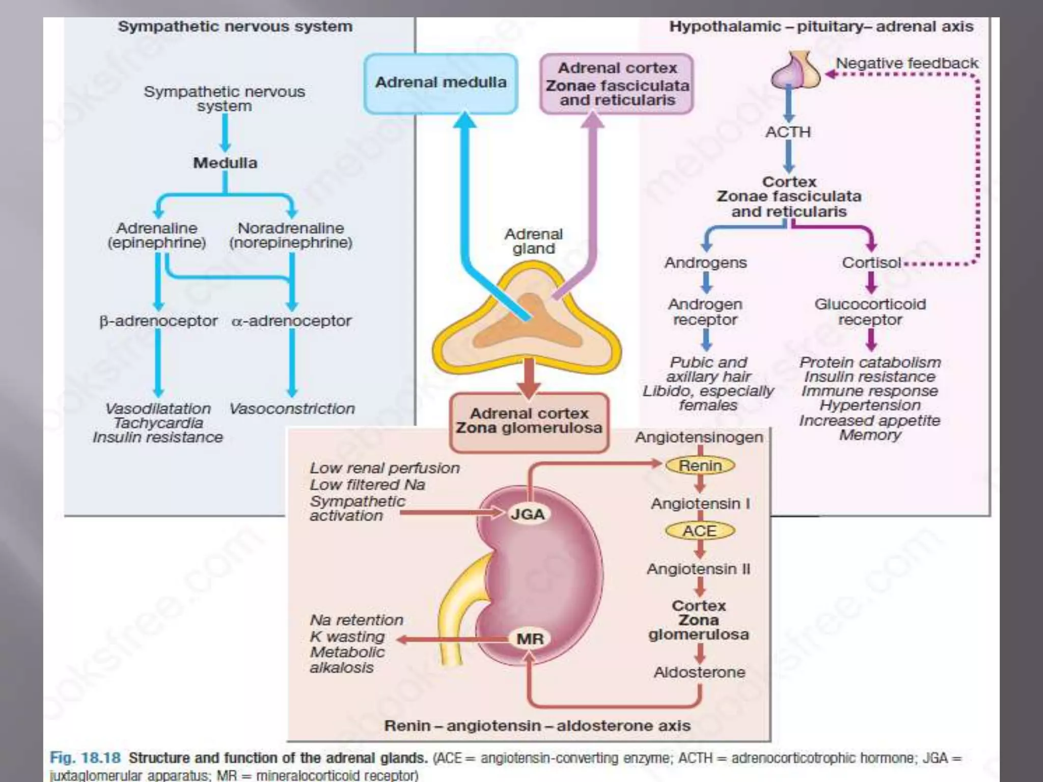 Cushing syndrome and addision disease | PPTX