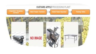 Custard apple | PDF