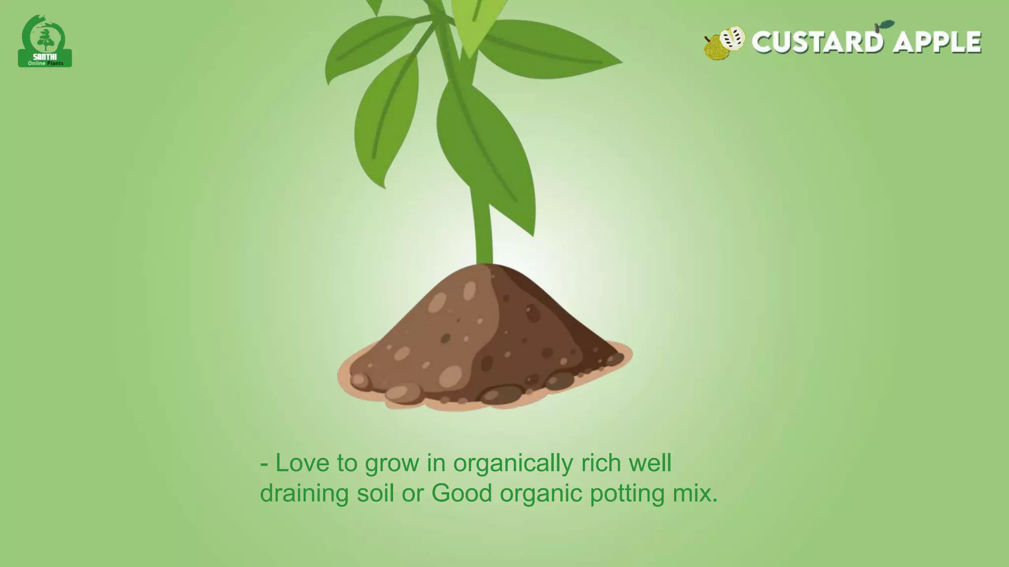 Custard apple | PPTX