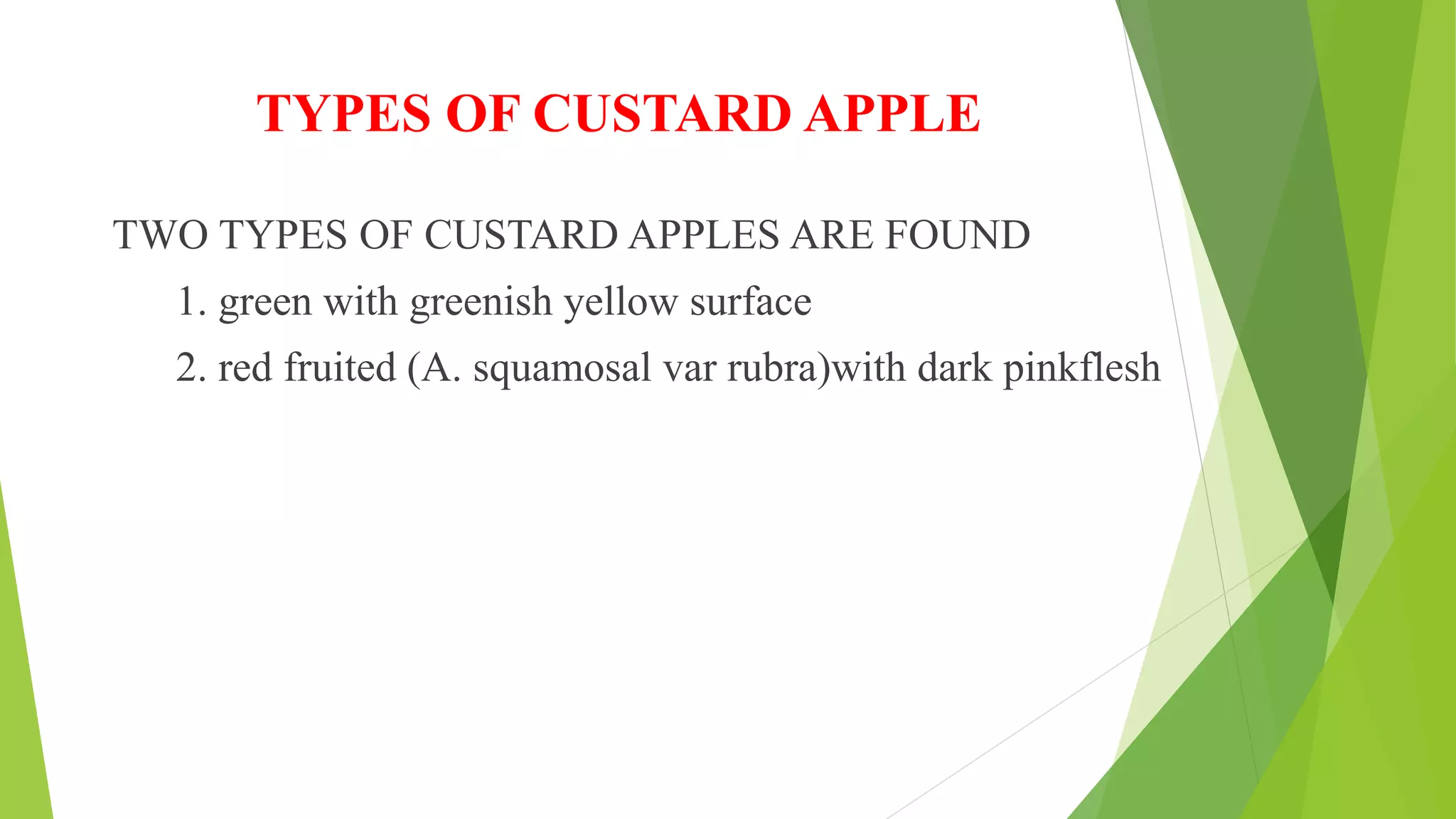Custard apple by pooja | PPTX