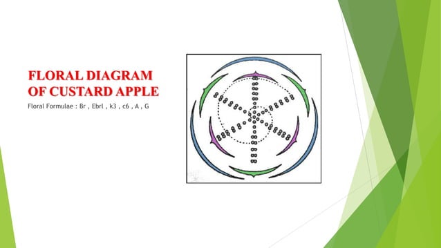 Custard apple by pooja | PPTX