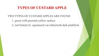 Custard apple by pooja | PPTX