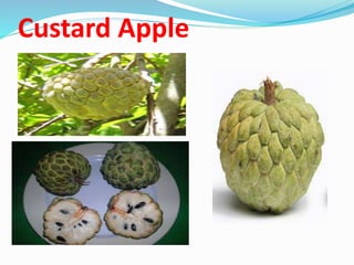 Custard apple crop ppt | PPTX