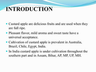 Custard apple crop ppt | PPTX