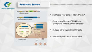 Custom viral service | PPT