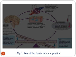 Cutaneous and lymphatic circulation | PPTX