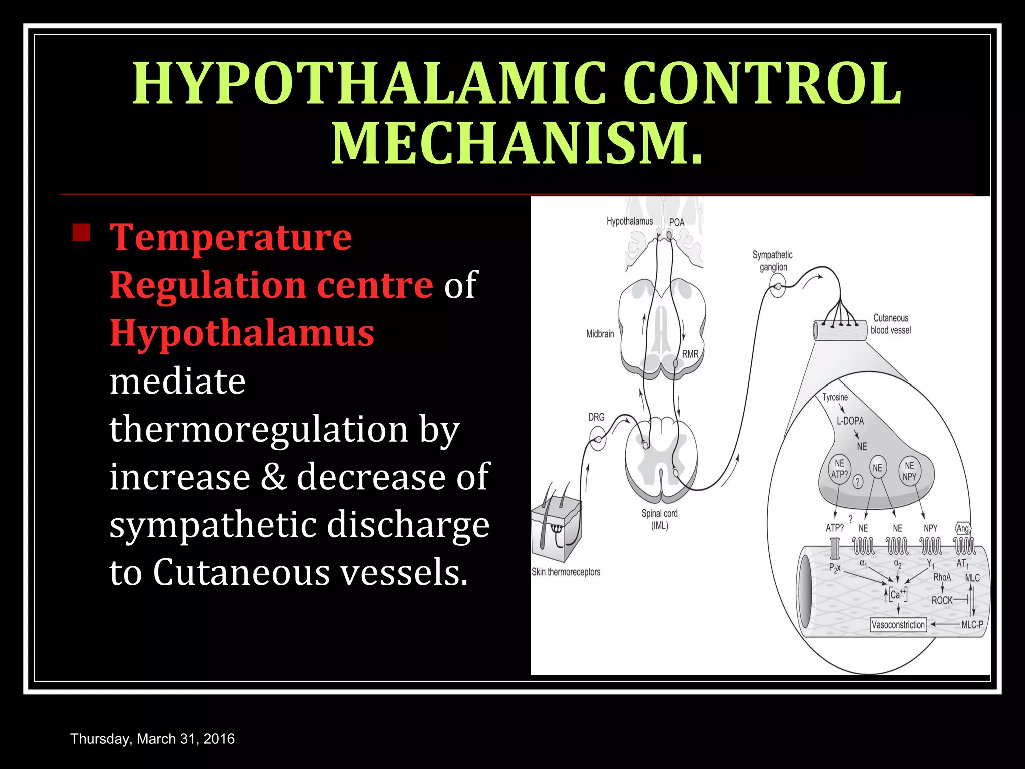 Cutaneous circulation | PPT
