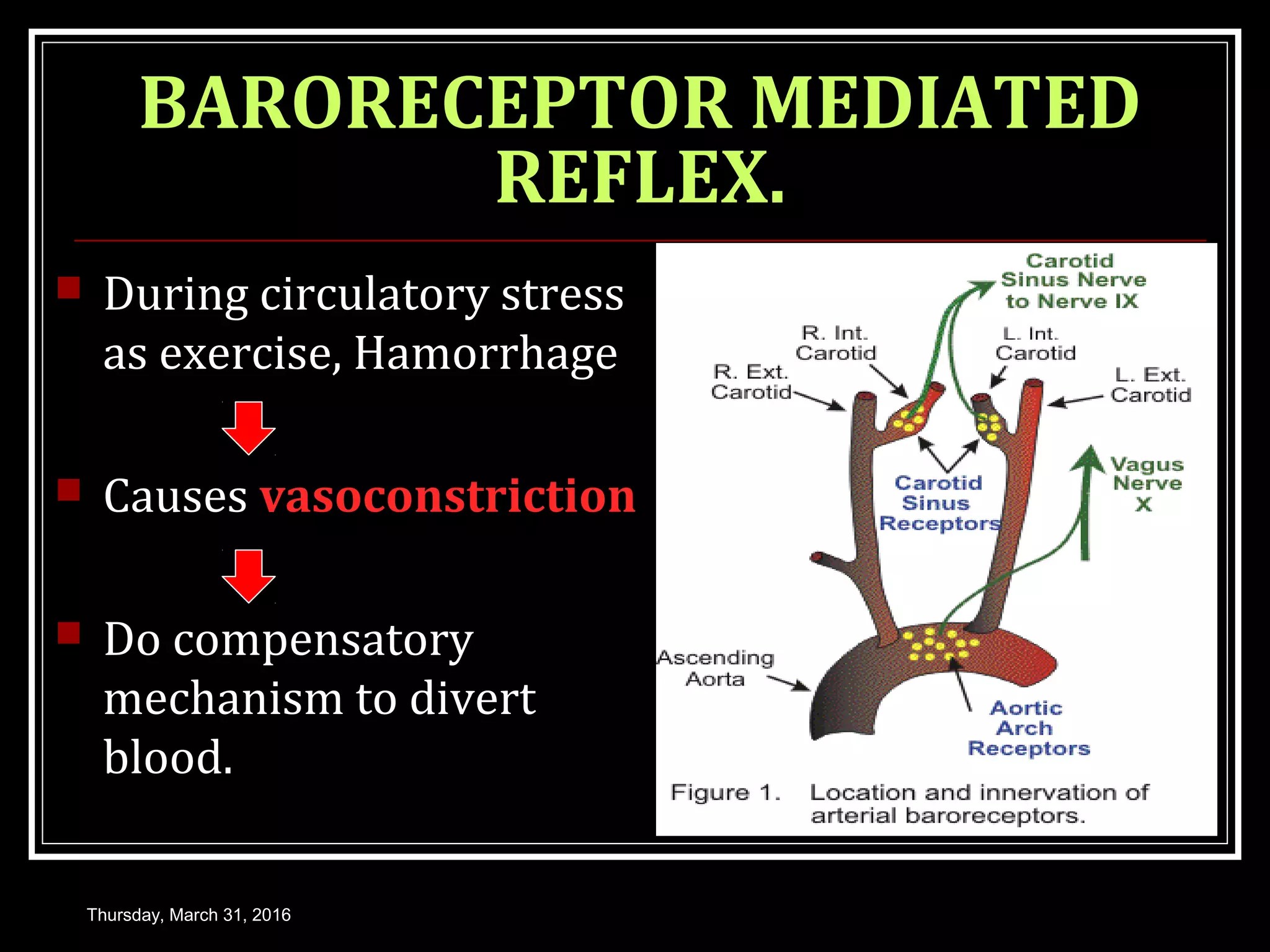 Cutaneous circulation | PPT