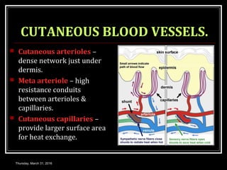Cutaneous circulation | PPT