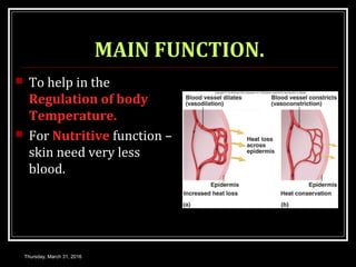Cutaneous circulation | PPT