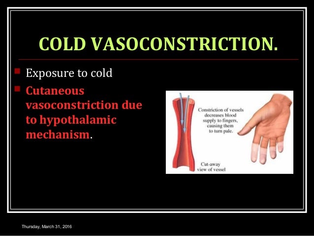 Cutaneous circulation