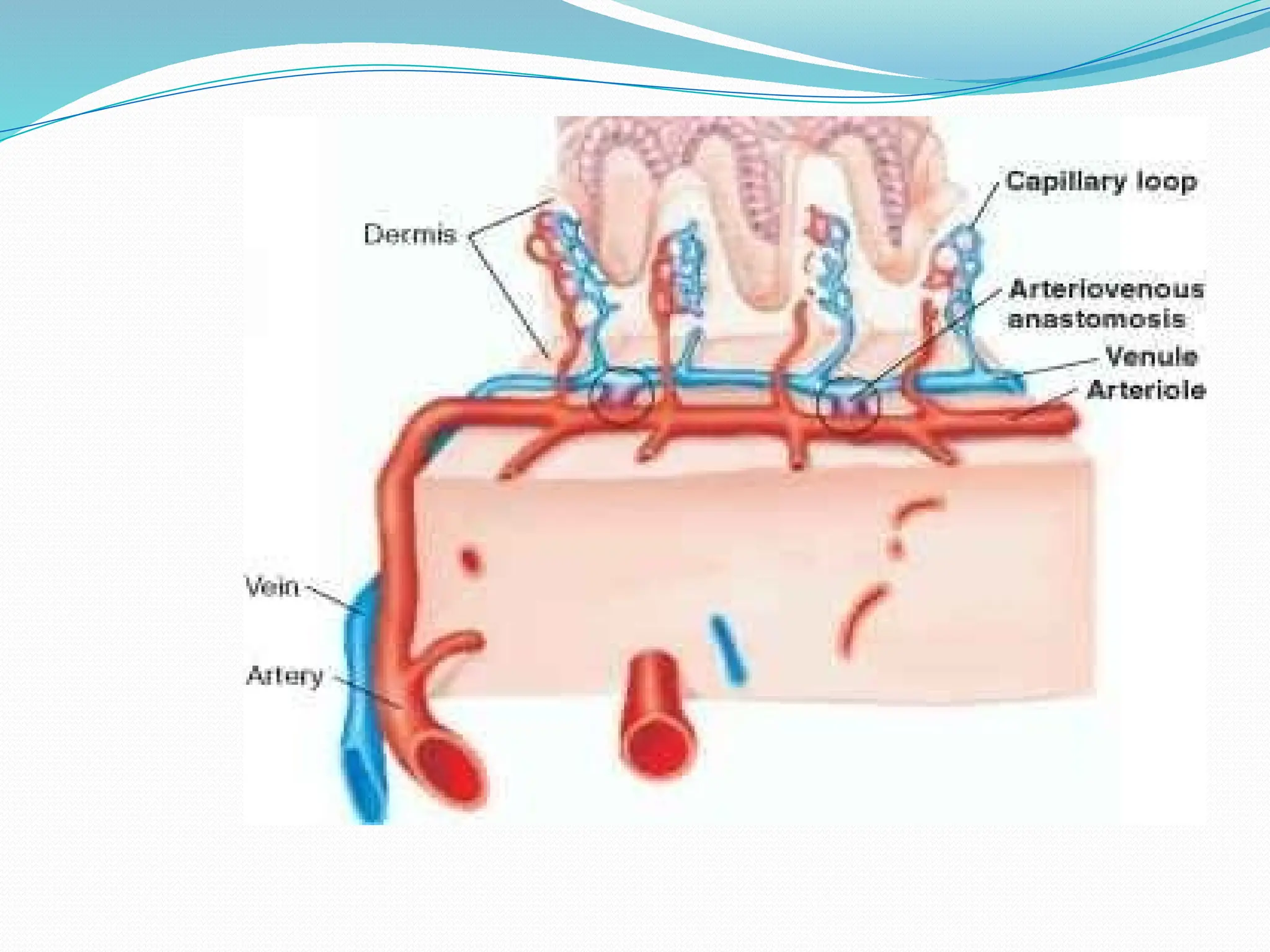 Cutaneous circulation.pptx 2024 for adults | PPTX