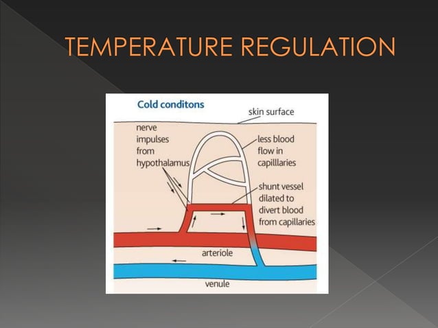 Cutaneous circulation & splanchnic circulation | PPTX