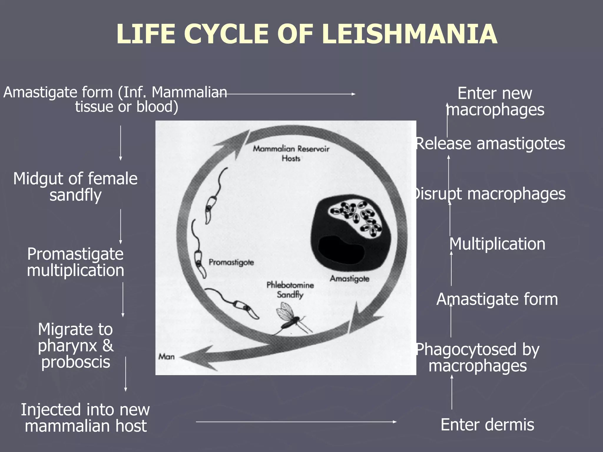 Cutaneous leishmaniasis clinical spectrum management | PDF