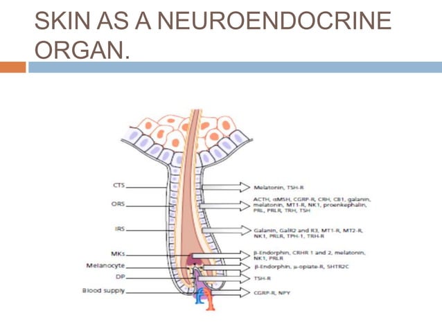 Cutaneous manifestations of endocrine disease | PPTX