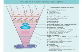 Cutaneous manifestations of tb | PPT