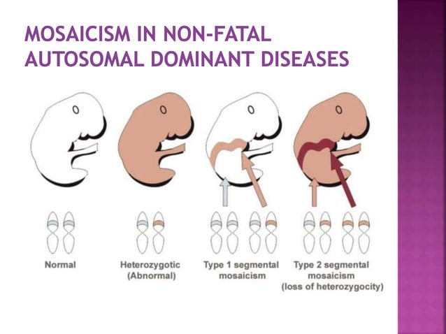 Cutaneous Mosaicisms: Concepts, Patterns, and Classifications - Dr ...