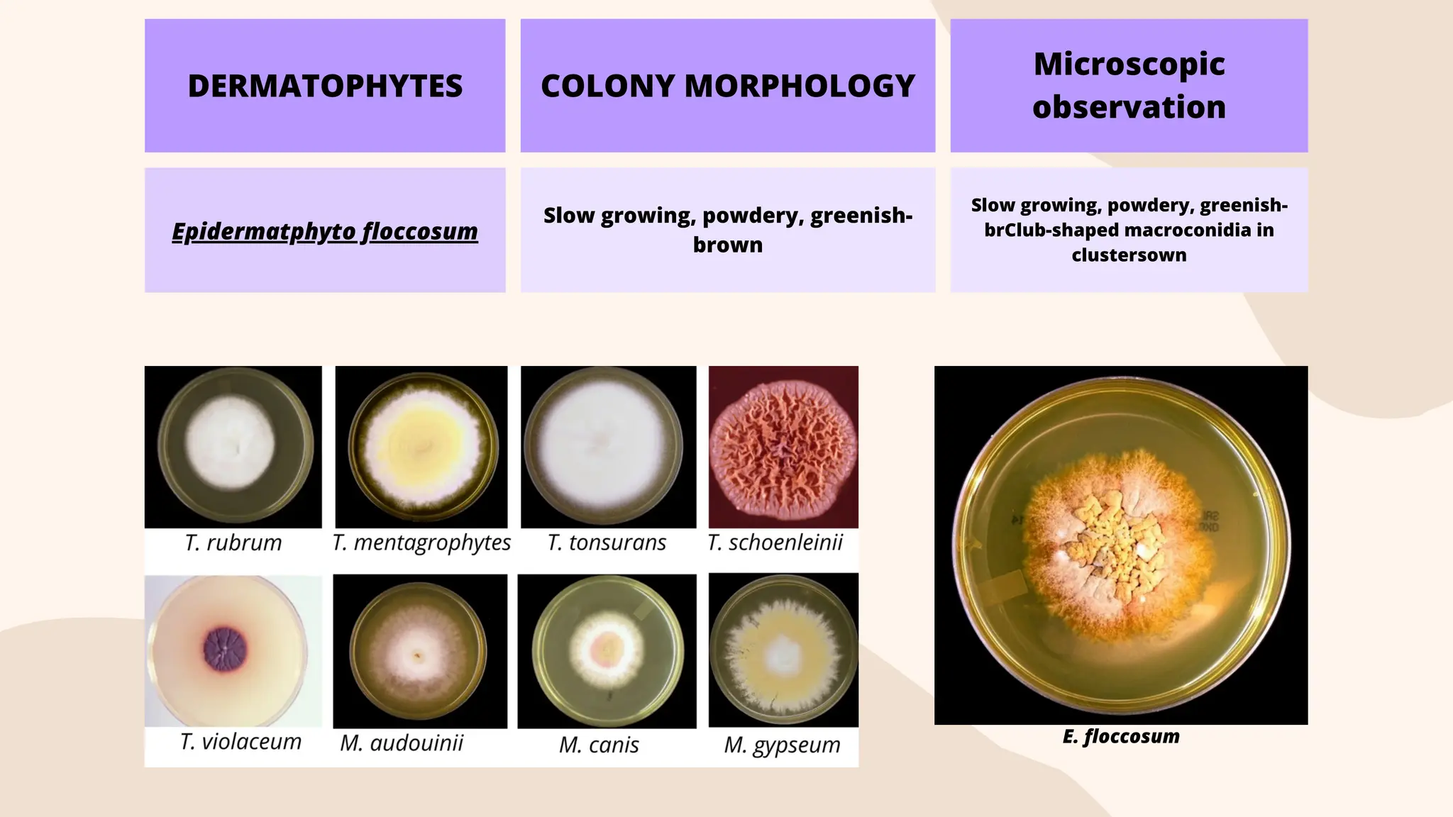 CUTANEOUS MYCOSES.pdf