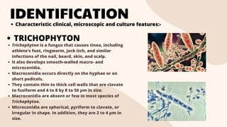 CUTANEOUS MYCOSES.pdf | Foot Health | Diseases and Conditions