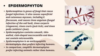 CUTANEOUS MYCOSES.pdf | Foot Health | Diseases and Conditions