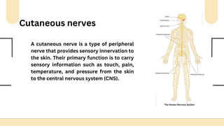 Cutaneous nerve Introduction -ANATOMY 25 | PDF